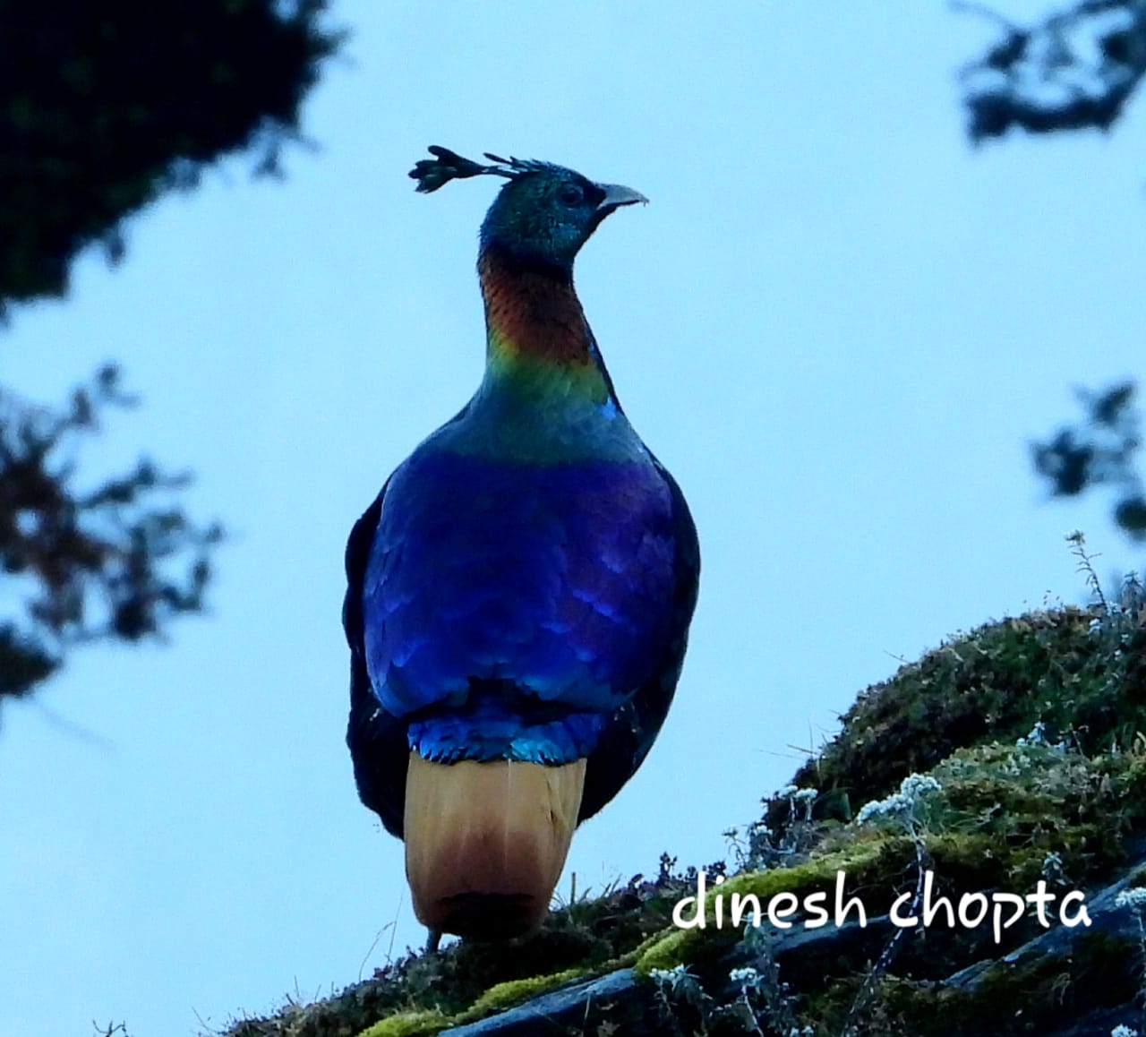 Chopta Birds Pictures - Photos of Birds Found in Chopta Region