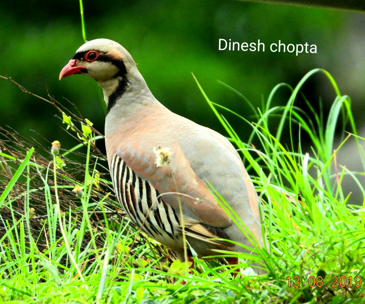 Chopta Birds Pictures - Photos of Birds Found in Chopta Region