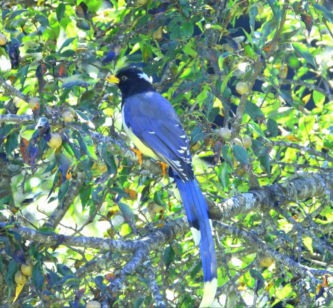 Chopta Birds Pictures - Photos of Birds Found in Chopta Region
