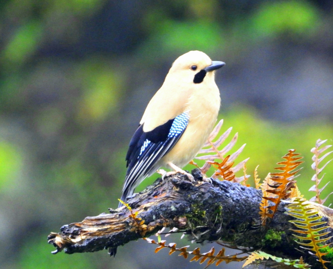 Chopta Birds Pictures - Photos of Birds Found in Chopta Region